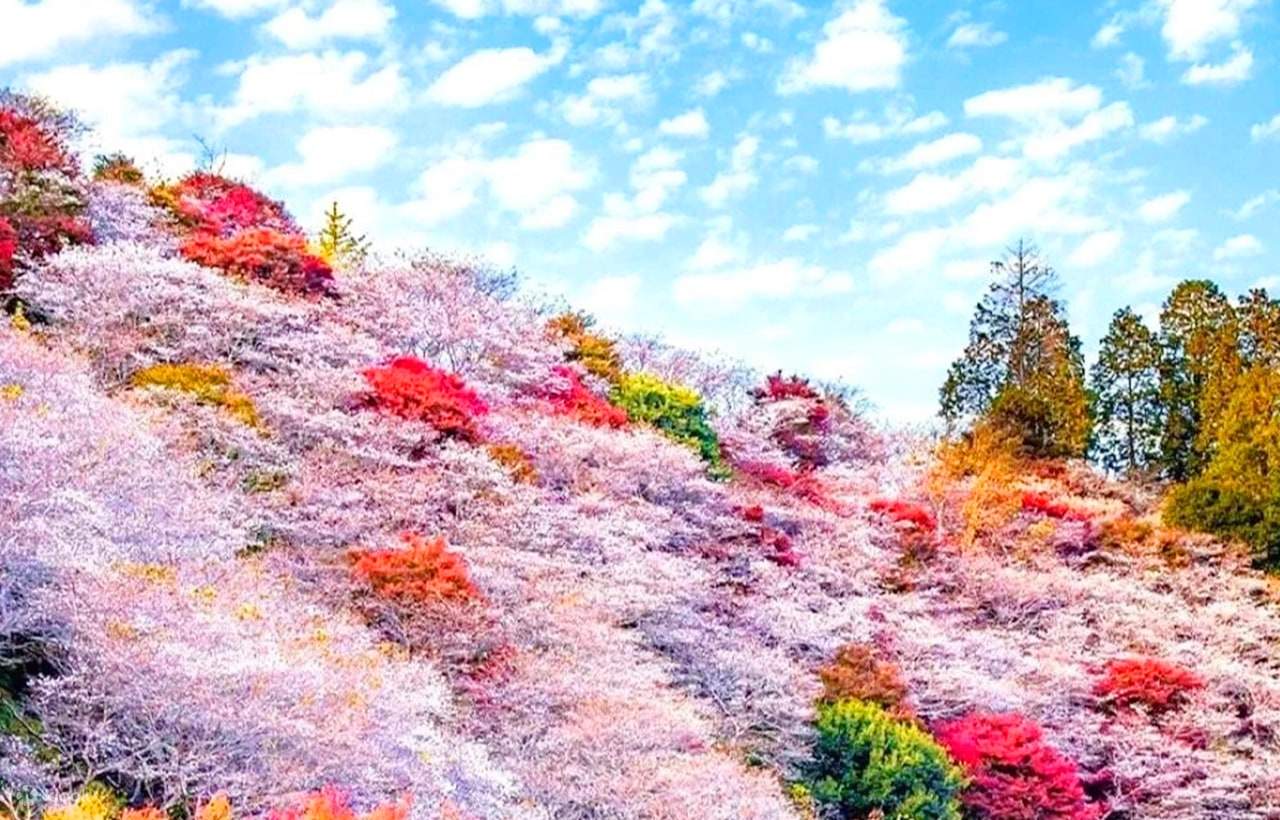 [Nagoya Autumn Foliage & Cherry Blossoms] Obara Shikizakura Festival & Korankei & Kokisan Eihoji ...